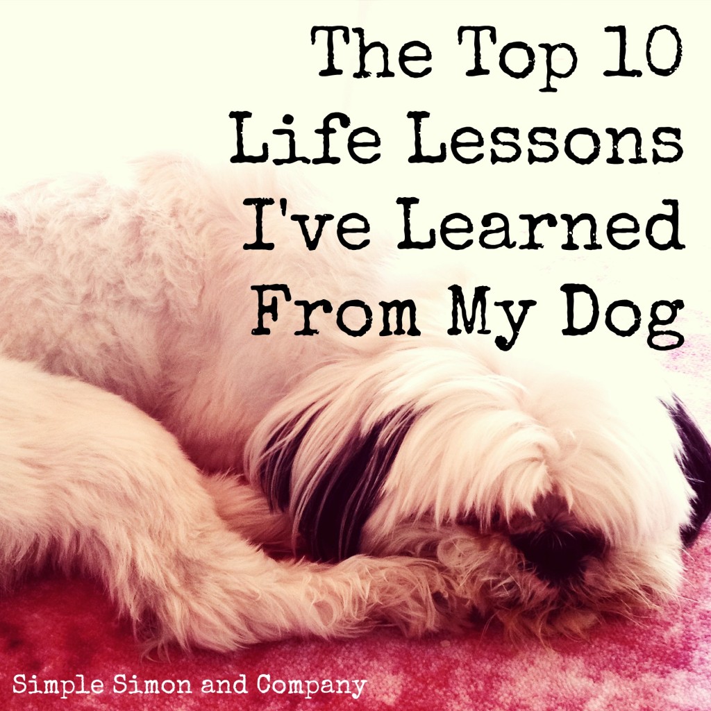 The Top 10 Life Lessons I've Learned From My Dog - Simple Simon and Company