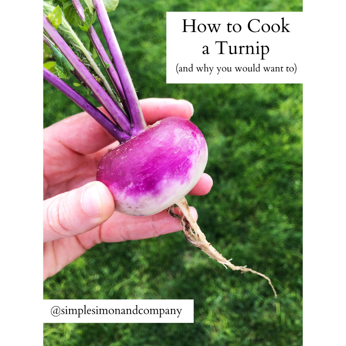 How to Cook a Turnip...and Why You Would Want To! - Simple Simon and ...